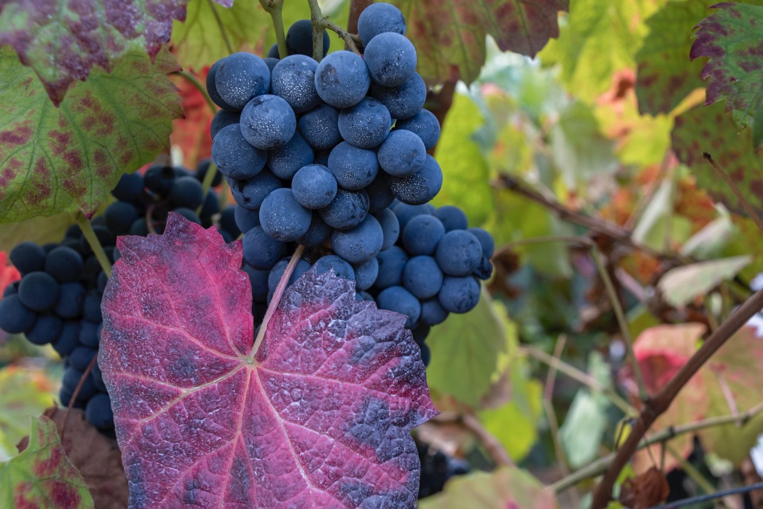 The vegetative cycle of the vine - Quinta da Raza
